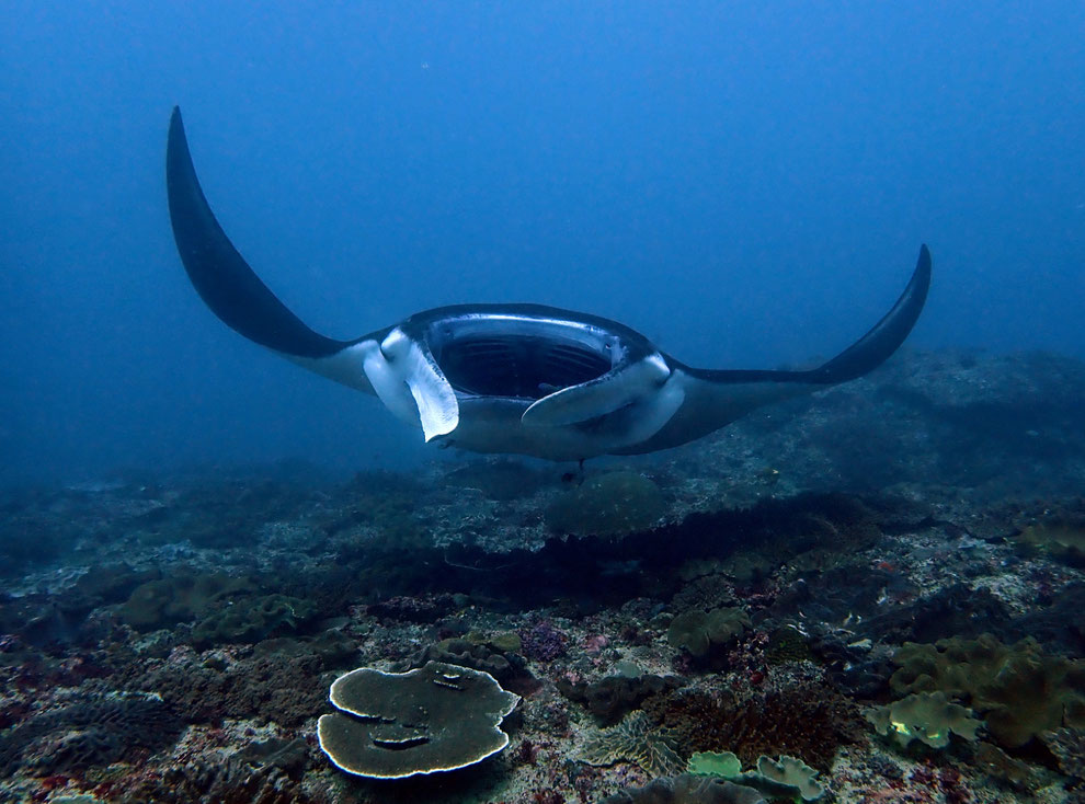 BUCEO BALI - El mejor buceo en Bali