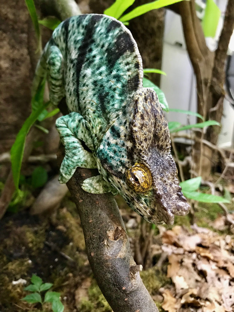 Bilder - Alles über die bunte Welt der Chamäleons