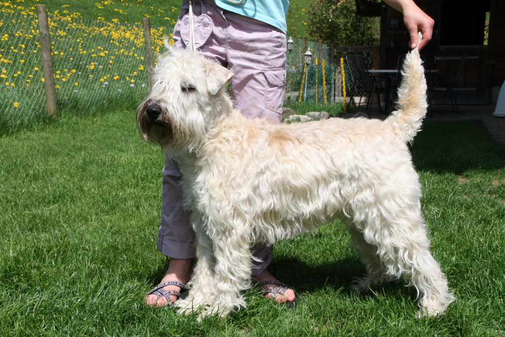 Ballyharas Ruby Rubia - chfritsches Webseite!