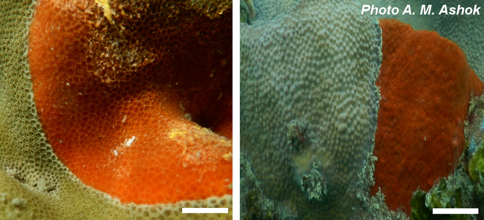 Terpios hoshinota, Chalinula nematifera, Clathria (Microciona ...