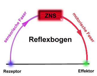 Nervensystem und Gehirn - Vorbereitung auf den MSA
