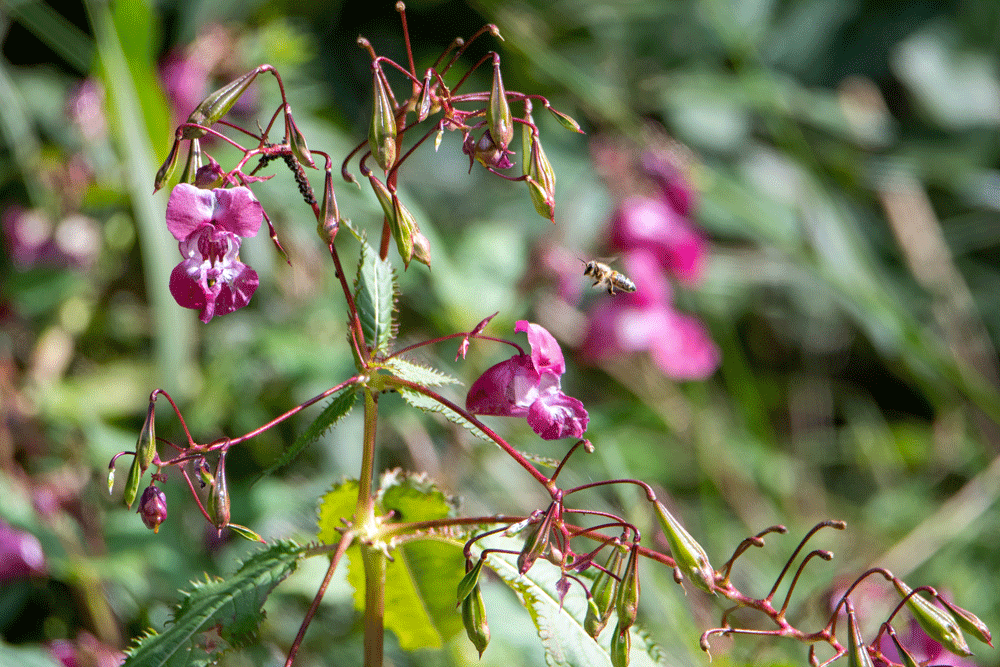 Zones humides de l'Albanais - Site de etangsdecrosagny