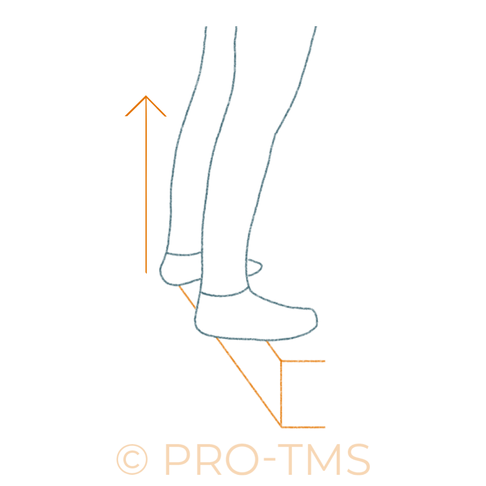 Renforcement musculaire des mollets - PRO-TMS