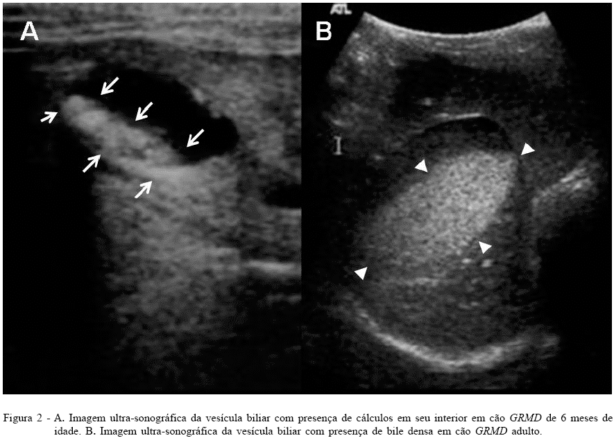 What Is Gallbladder Sludge Dog
