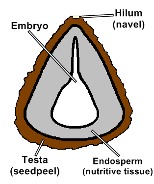 The iris for advanced - iriszucht.de