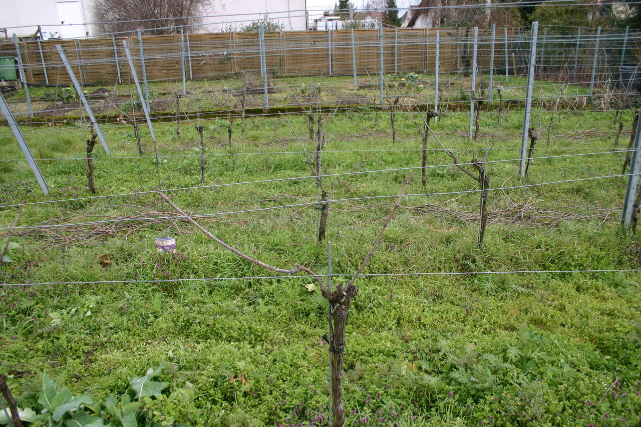 Anbinden der Triebe (Biegen & Gerten) - Wein- und Gästehaus Spieß