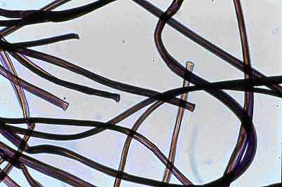 LES FIBRES - Site de tpe-methodesscientifiques