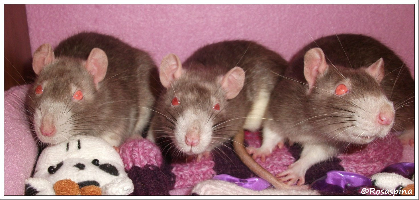 Il gene Marten - Varietà del Ratto - Rat Varieties