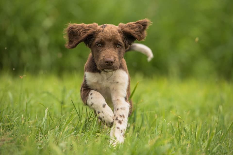 Caccia und Sommerferien - Schweizer Jagdblog sowie Marktplatz für Jäger