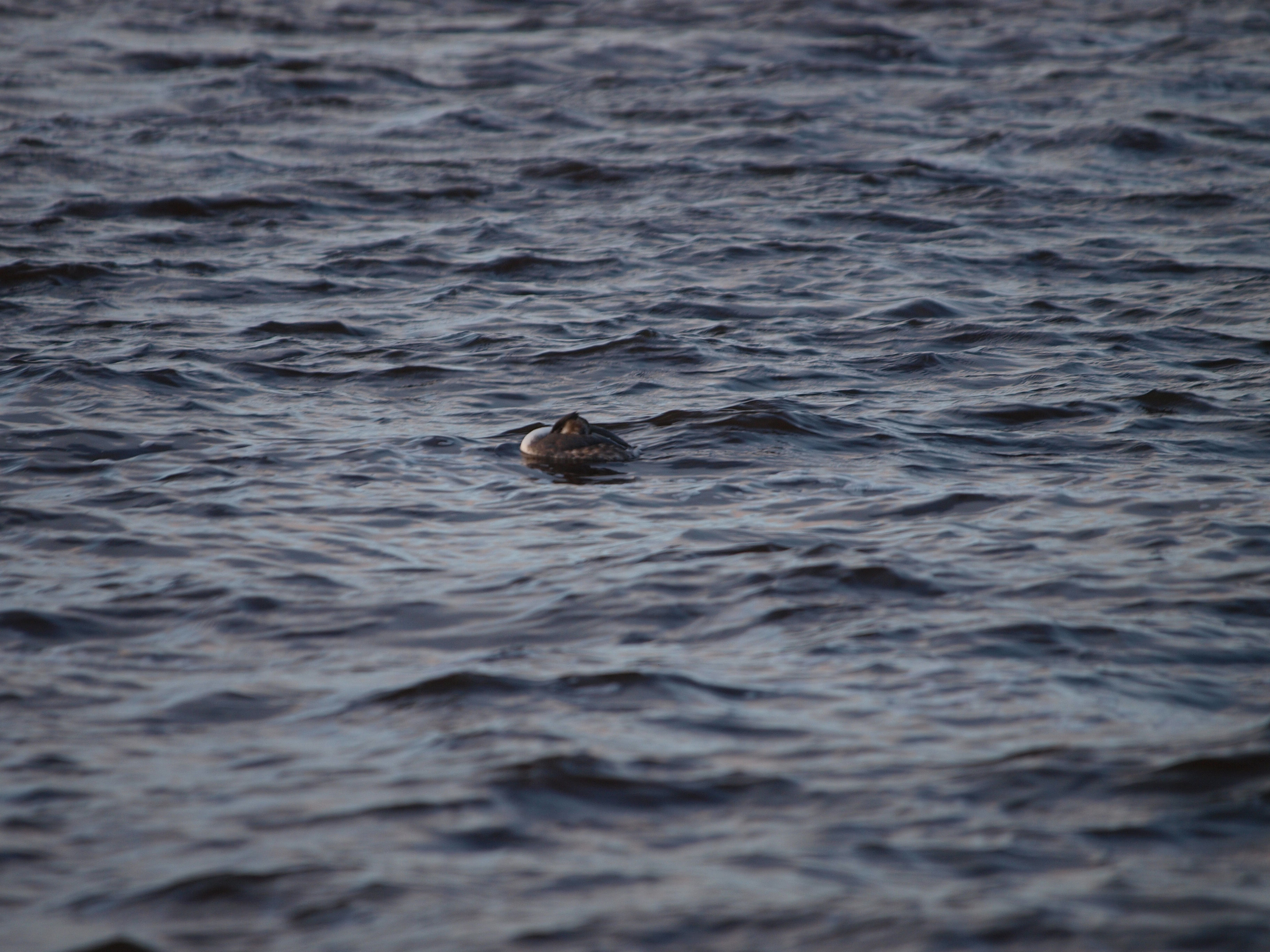 Heintges Jagdtrainer Ausgabe 2/2022 - Jagdblatt