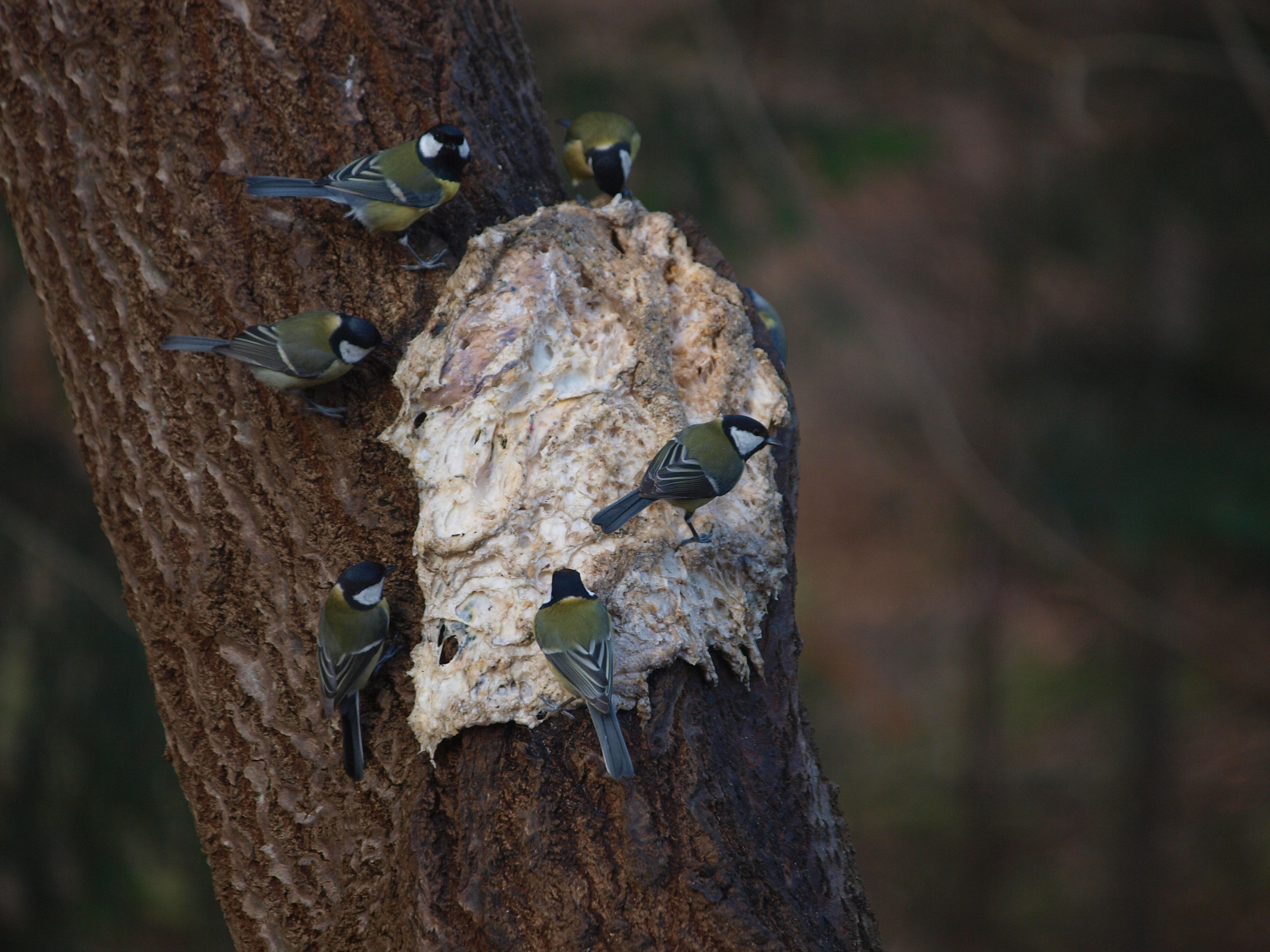 Heintges Jagdtrainer Ausgabe 2/2022 - Jagdblatt