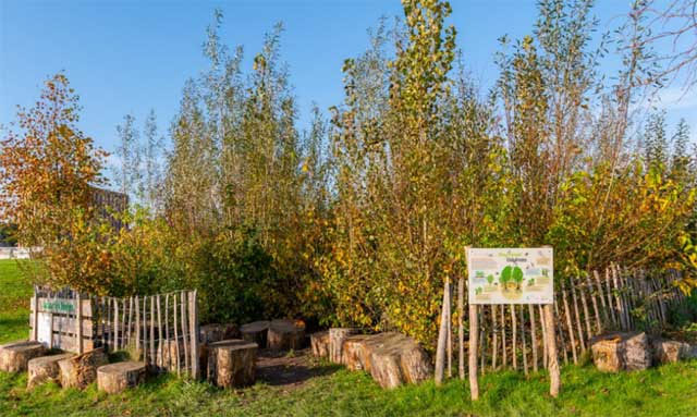 Tiny Forest - Schutzgemeinschaft Deutscher Wald - Kreisverband Rems-Murr (SDW Rems-Murr)