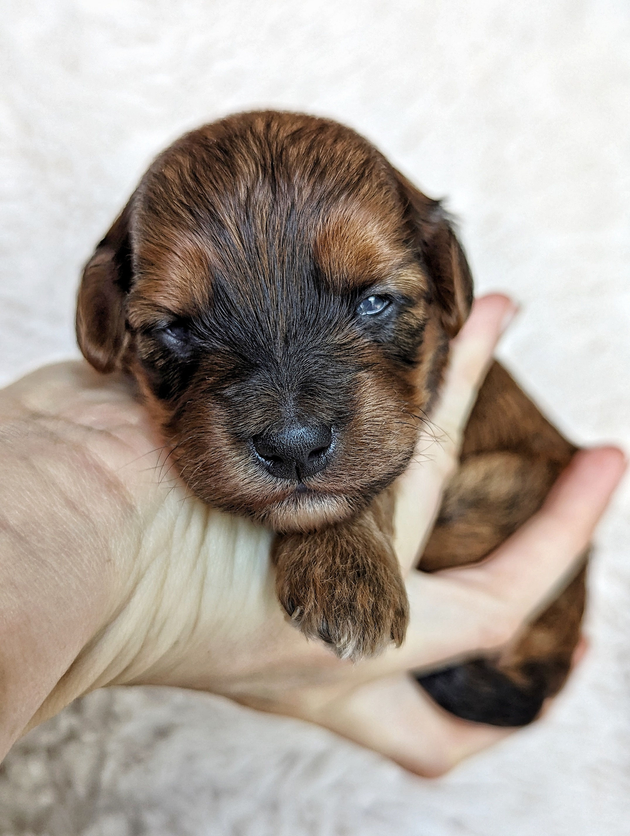 Der Havapoo - Vizslador und Havapoo Zucht Hunde an der Ems