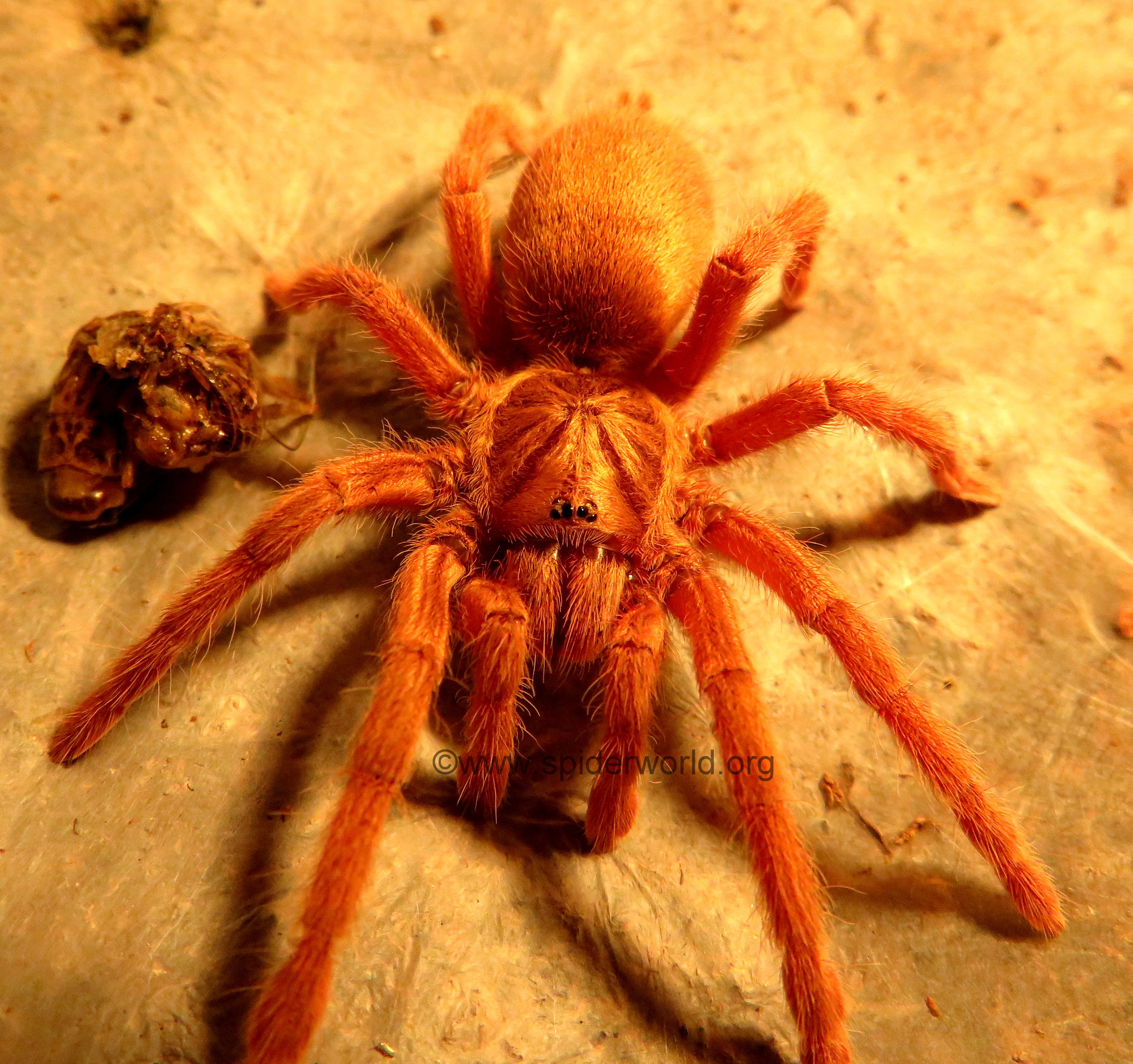 Holothele incei "Gold" - yvonnesspiderworlds Webseite!