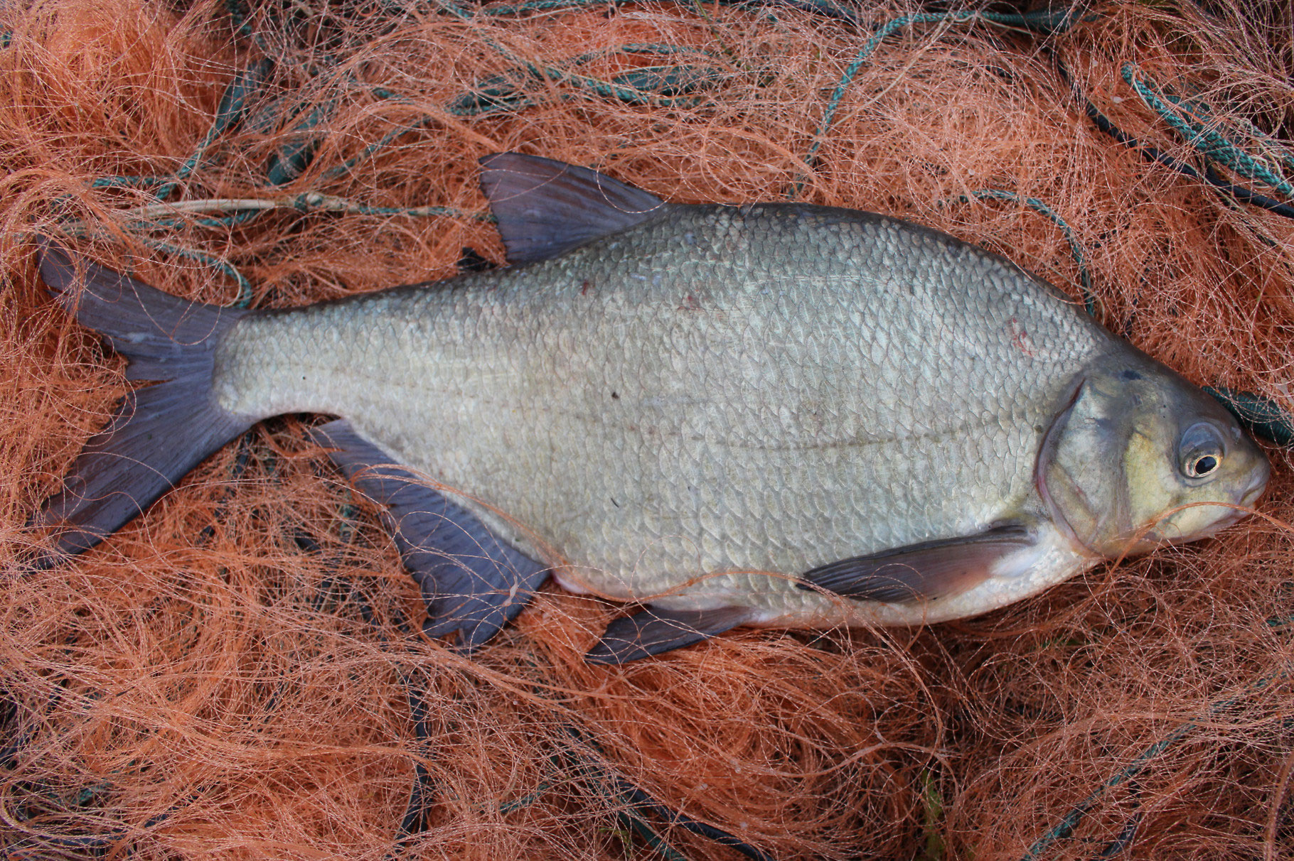 Fangfrische Rheinfische - Fischereibetrieb Kuhn in Karlsruhe