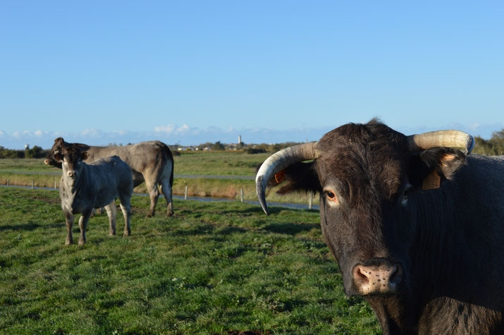 Elevage bovin - Vente à la ferme viande bovine île d'Oléron