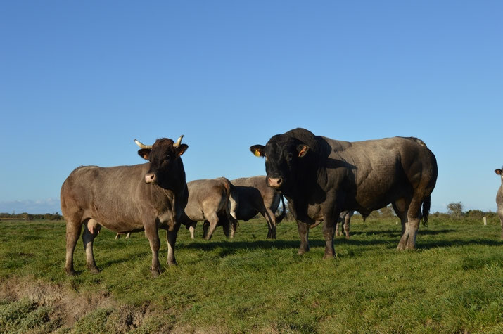 Vache Bazadaise - Vente à la ferme viande bovine île d'Oléron