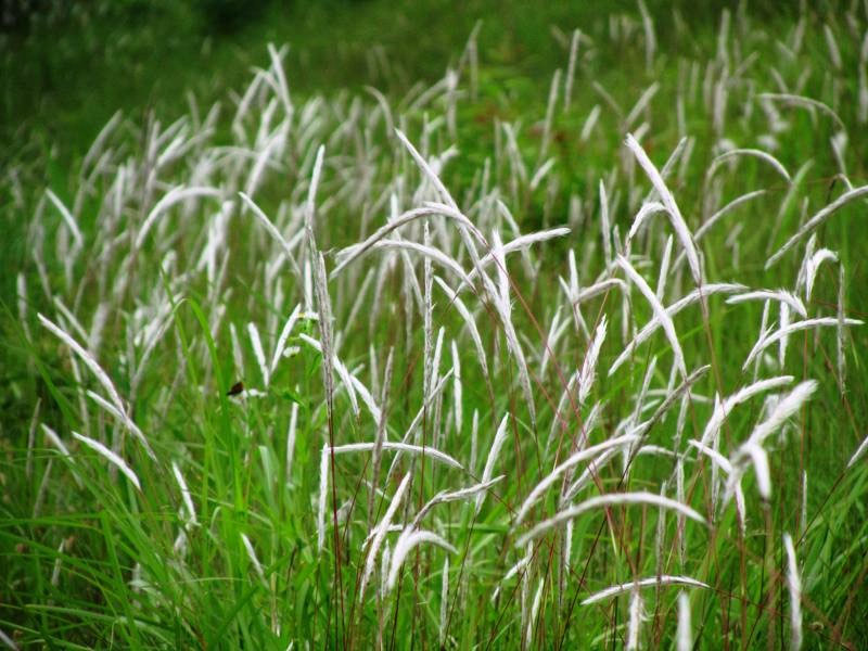 チガヤ - 植物ウォッチング