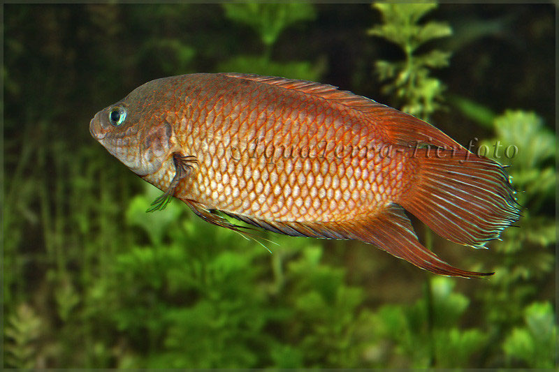 Labyrinthfische - AquaTerra-Tierfoto Falk