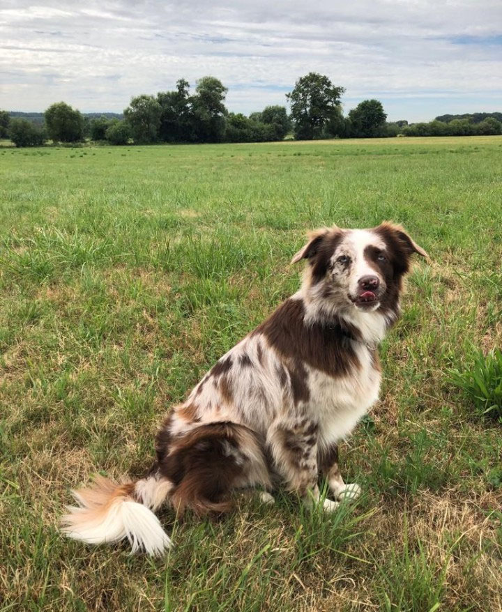 Austrian Outback A-Wurf 2017 - eberschwanger-aussies