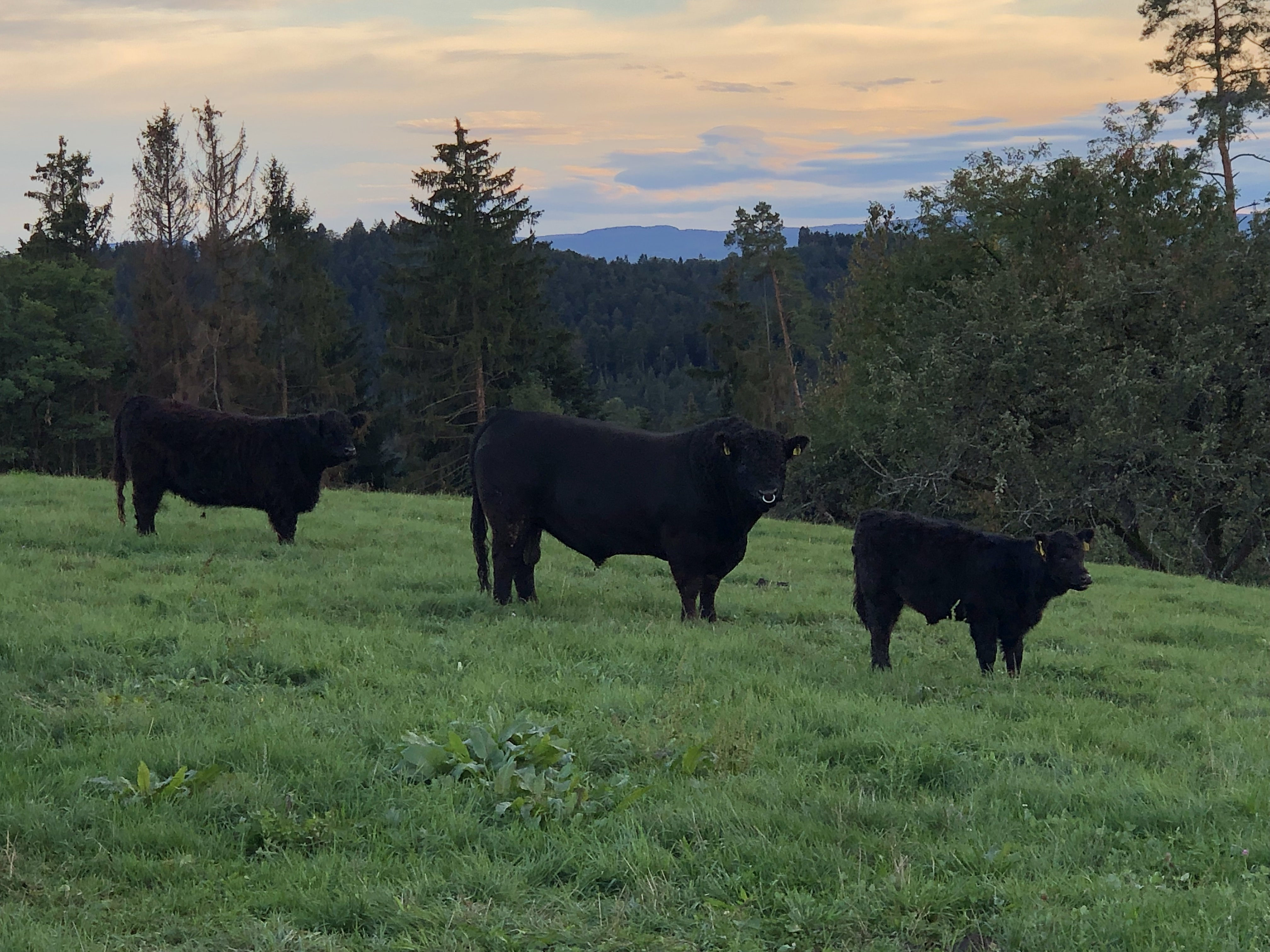 Galloways, Galloway-Rind, Galloway Kalb, Bulle, Kuh - Galloway Rinder ...