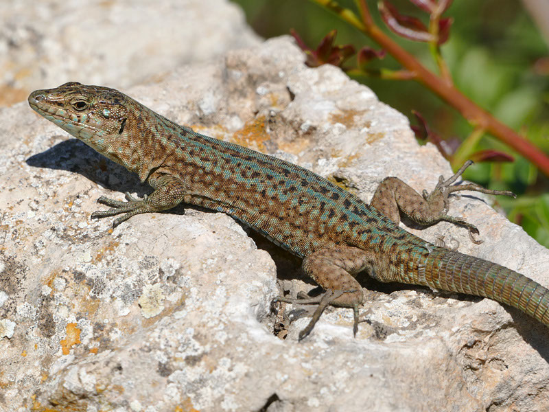 Echsen - Die Vielfalt der Herpetofauna Europas in Bildern
