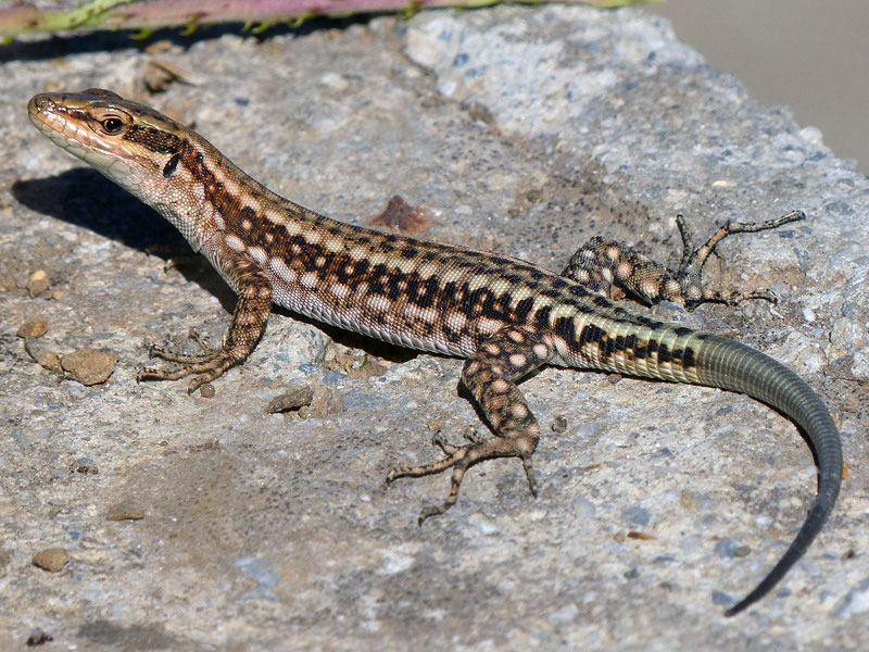 Echsen - Die Vielfalt der Herpetofauna Europas in Bildern
