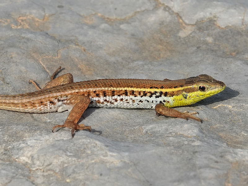 Echsen - Die Vielfalt der Herpetofauna Europas in Bildern