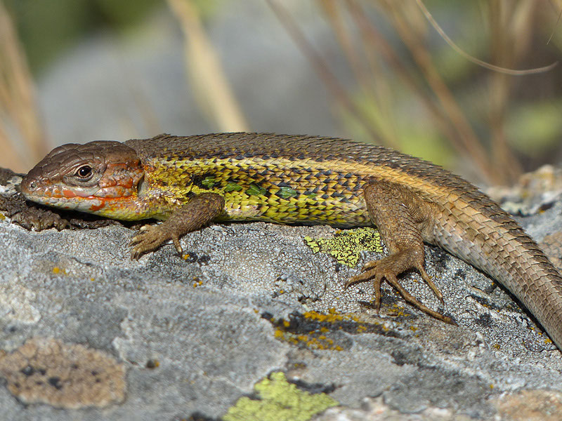 Echsen - Die Vielfalt der Herpetofauna Europas in Bildern