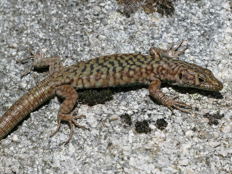 Echsen - Die Vielfalt der Herpetofauna Europas in Bildern