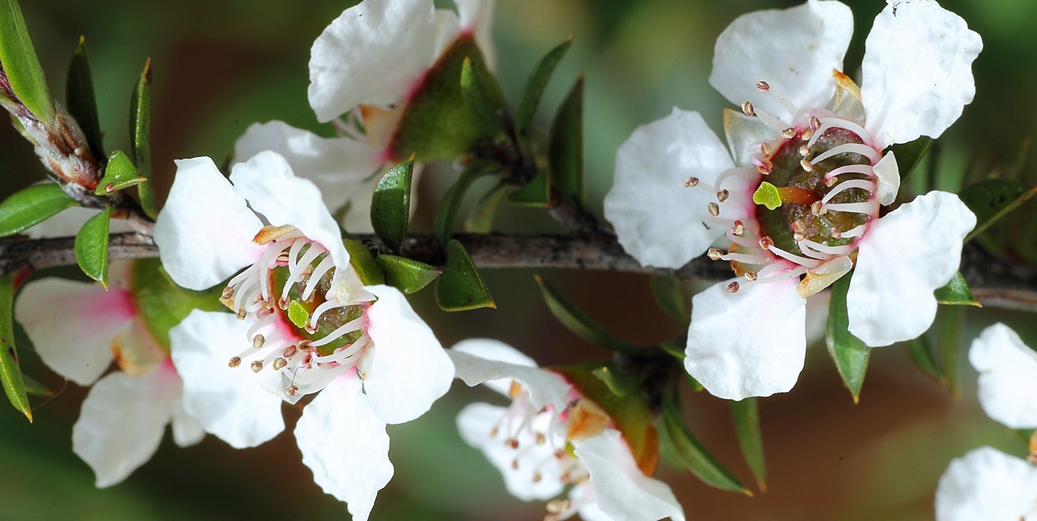 Puri - Miel de Manuka - Miel de Manuka.nz