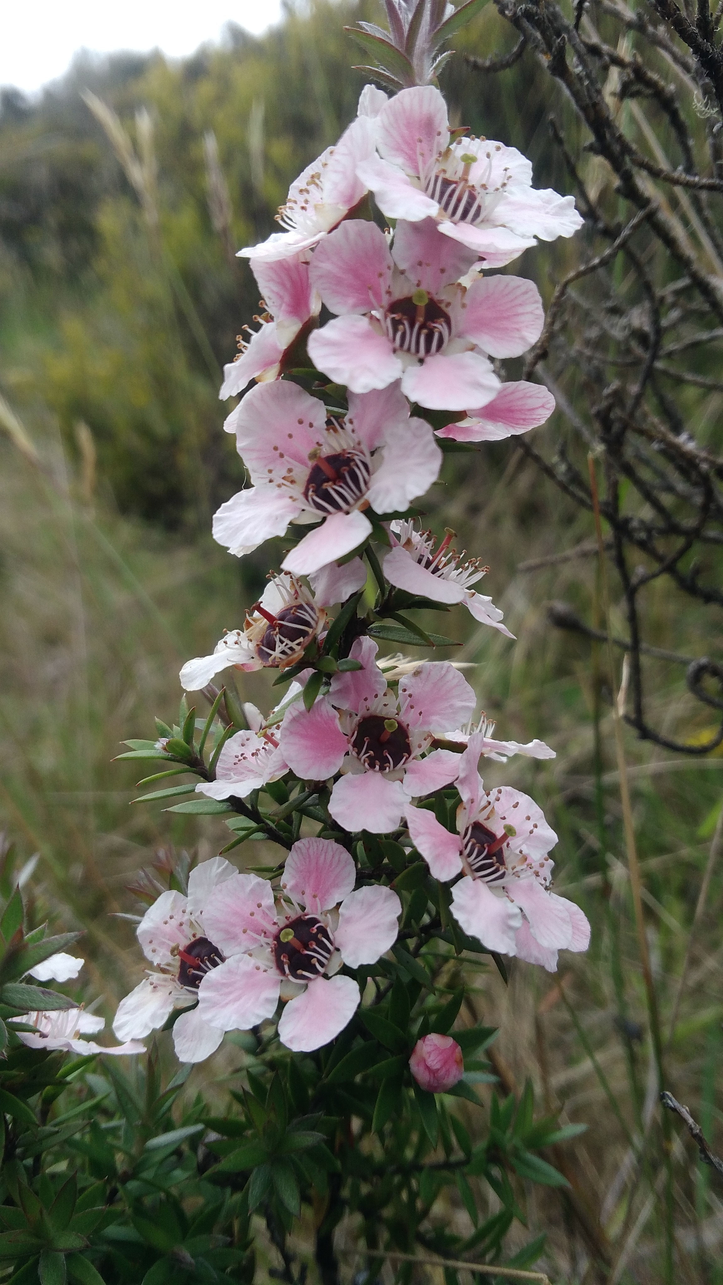 6 Raisons fascinantes expliquant pourquoi chaque Miel est unique - Miel ...