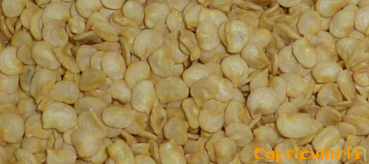 Culture du piment, conseils germination graines semis - Capsicums.fr