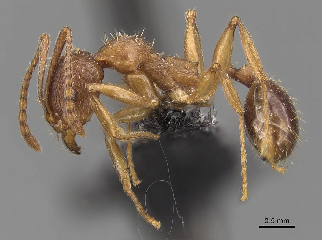 Aphaenogaster cardenai Espadaler, 1981 - Mirmecología