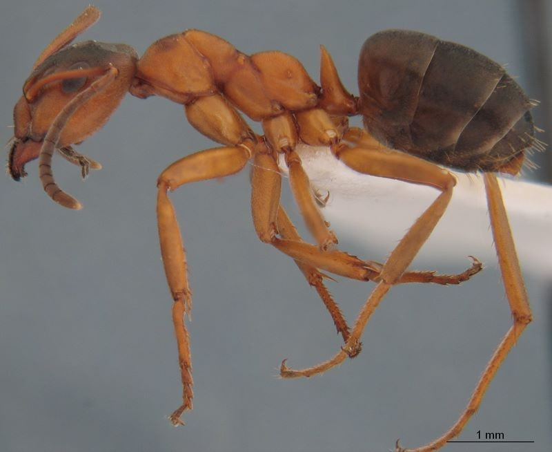 Formica bruni (Kutter, 1967) - Mirmecología