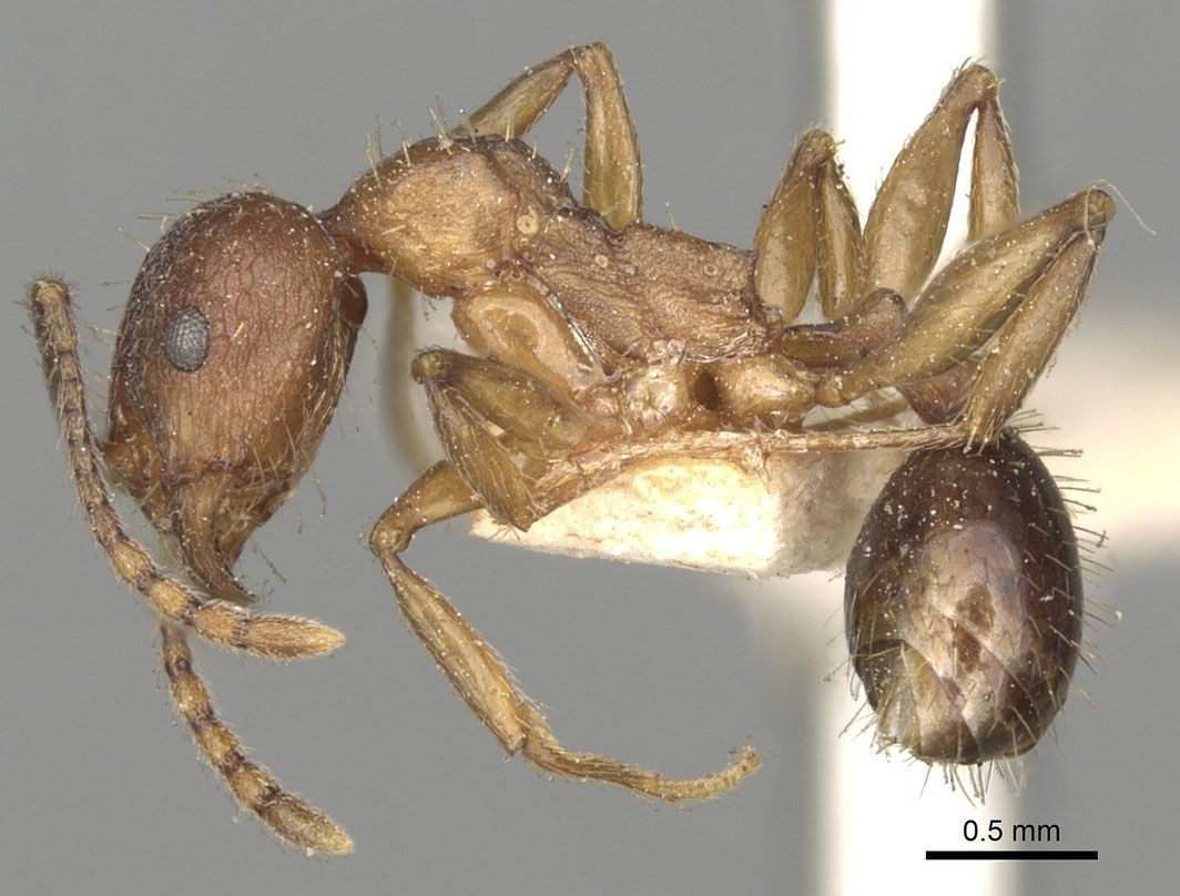Aphaenogaster cardenai Espadaler, 1981 - Mirmecología
