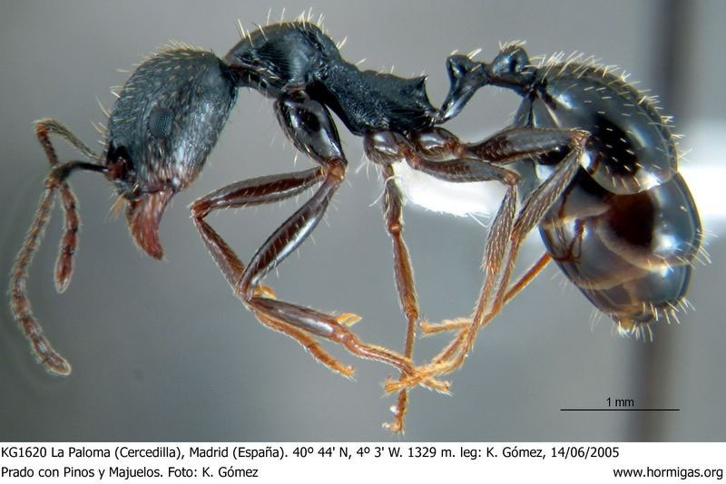 Aphaenogaster cardenai Espadaler, 1981 - Mirmecología