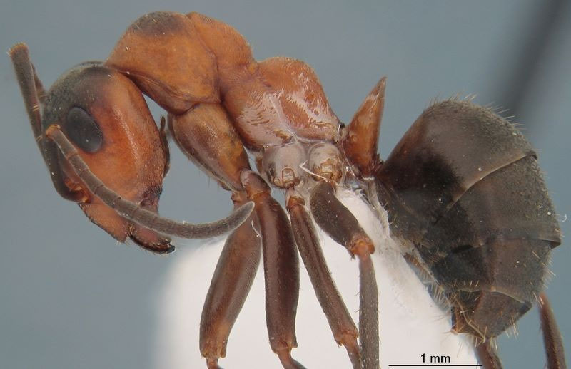 Formica bruni (Kutter, 1967) - Mirmecología