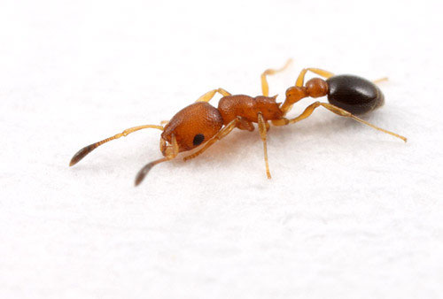 Cardiocondyla batesii (Forel, 1894) - Mirmecología