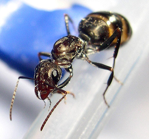 Iberoformica subrufa (Roger, 1859) - Mirmecología