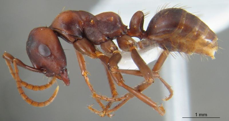 Polyergus rufescens (Latreille, 1798) - Mirmecología