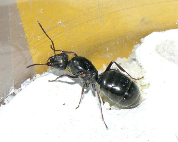 Formica bruni (Kutter, 1967) - Mirmecología