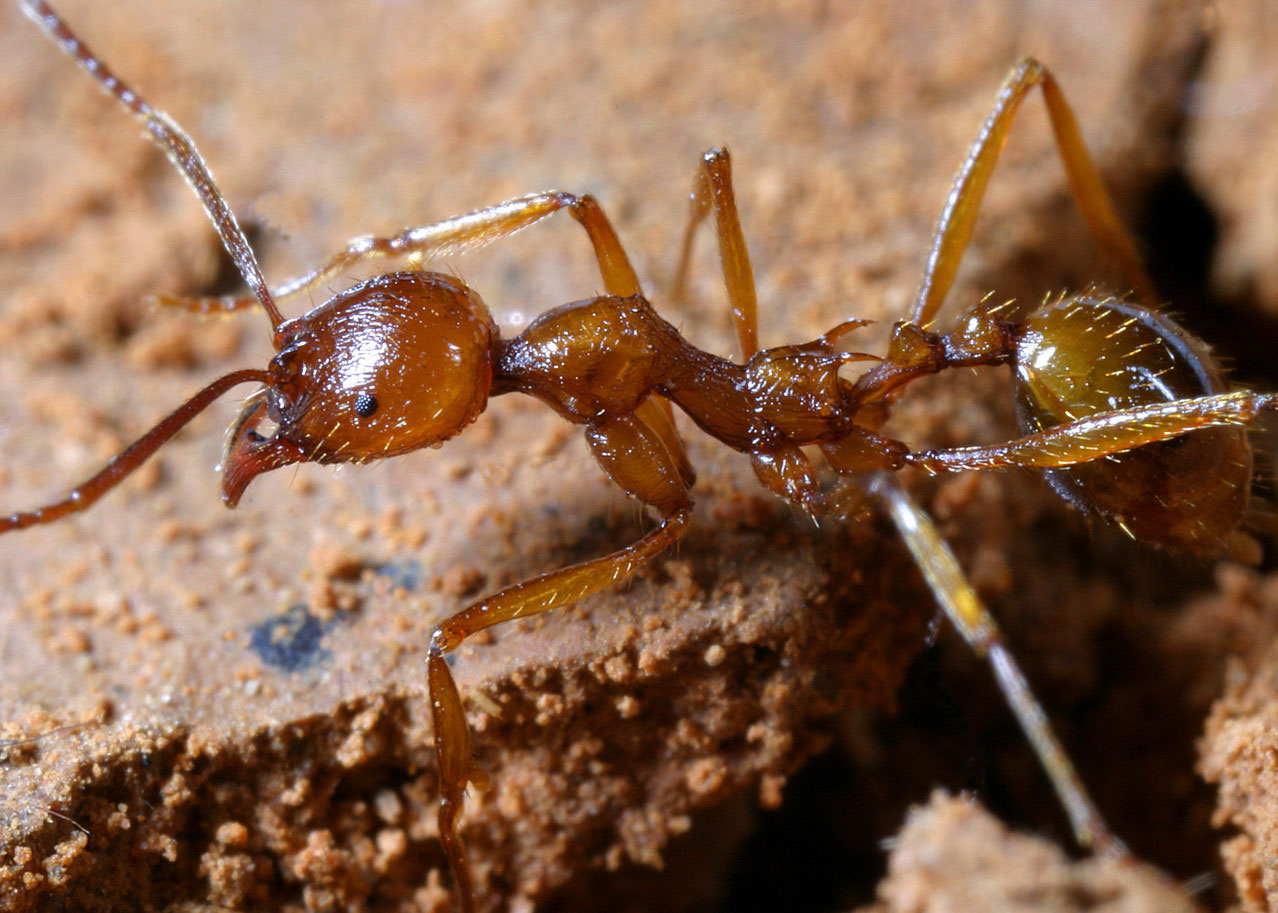 Aphaenogaster cardenai Espadaler, 1981 - Mirmecología