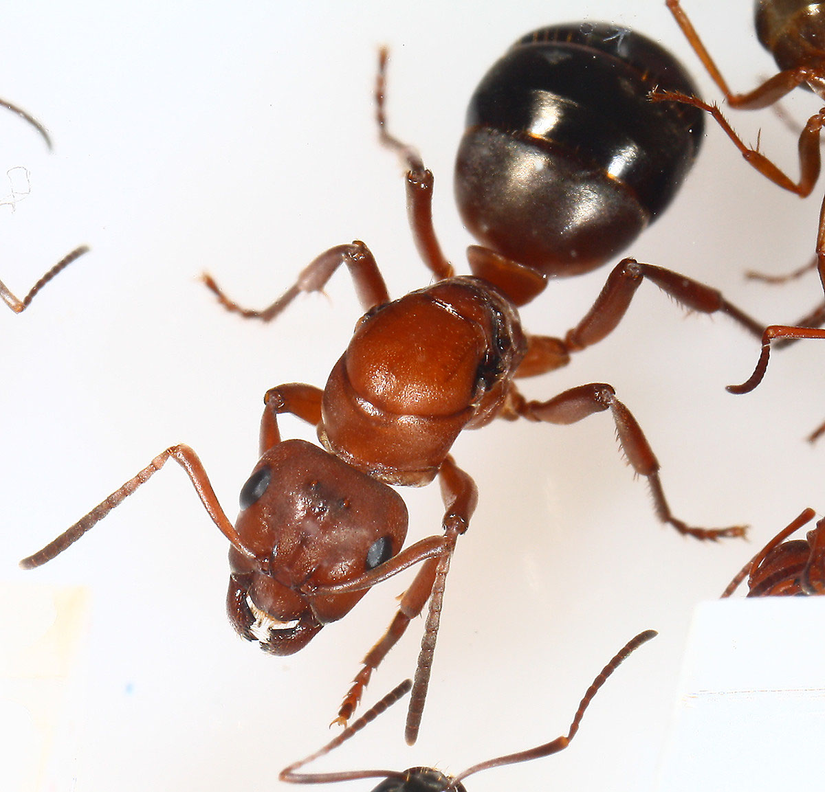 Formica bruni (Kutter, 1967) - Mirmecología