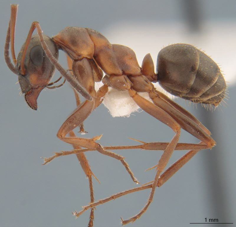 Formica bruni (Kutter, 1967) - Mirmecología
