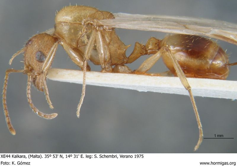Aphaenogaster cardenai Espadaler, 1981 - Mirmecología