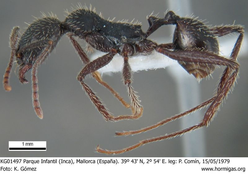 Aphaenogaster cardenai Espadaler, 1981 - Mirmecología