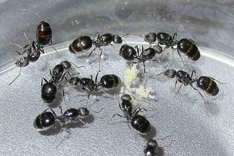 Aphaenogaster cardenai Espadaler, 1981 - Mirmecología