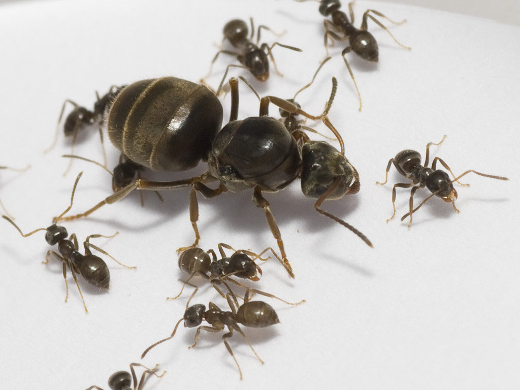 Lasius alienus (Schenck, 1852) - Mirmecología