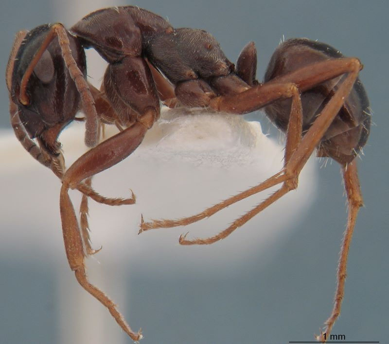 Formica bruni (Kutter, 1967) - Mirmecología